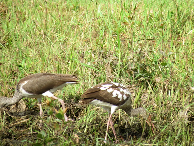 " Welcome to Lavender Dreams ": The Flock of Glossy Ibis