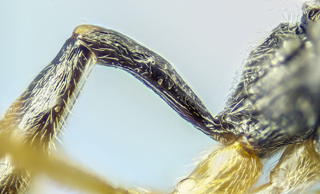 Utgångspunkt 63° 31,x' N - 22° 31,x' O: Ur silkestott. Del 2