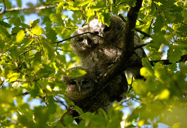EL NIDO DEL XUAN: CÁRABO COMÚN. (Strix aluco)