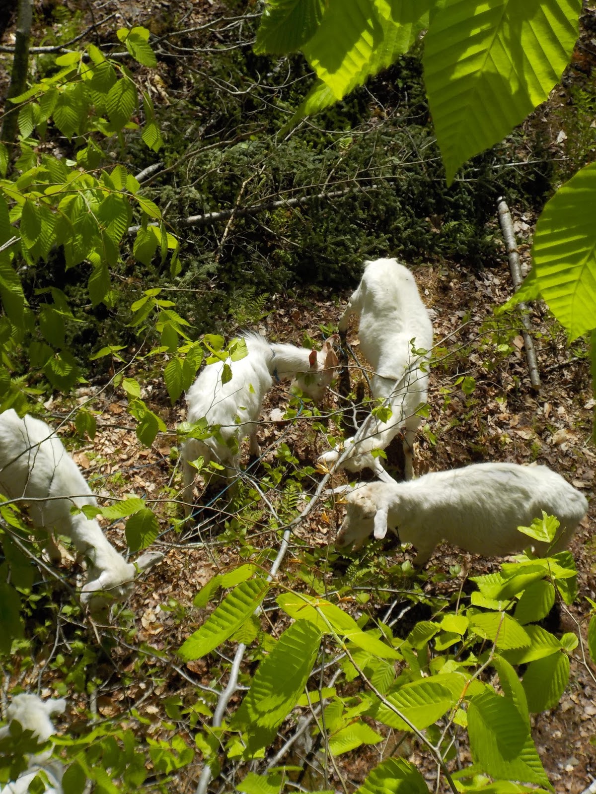 3 Streams Farm: SARE Tree Leaf Fodder Grants