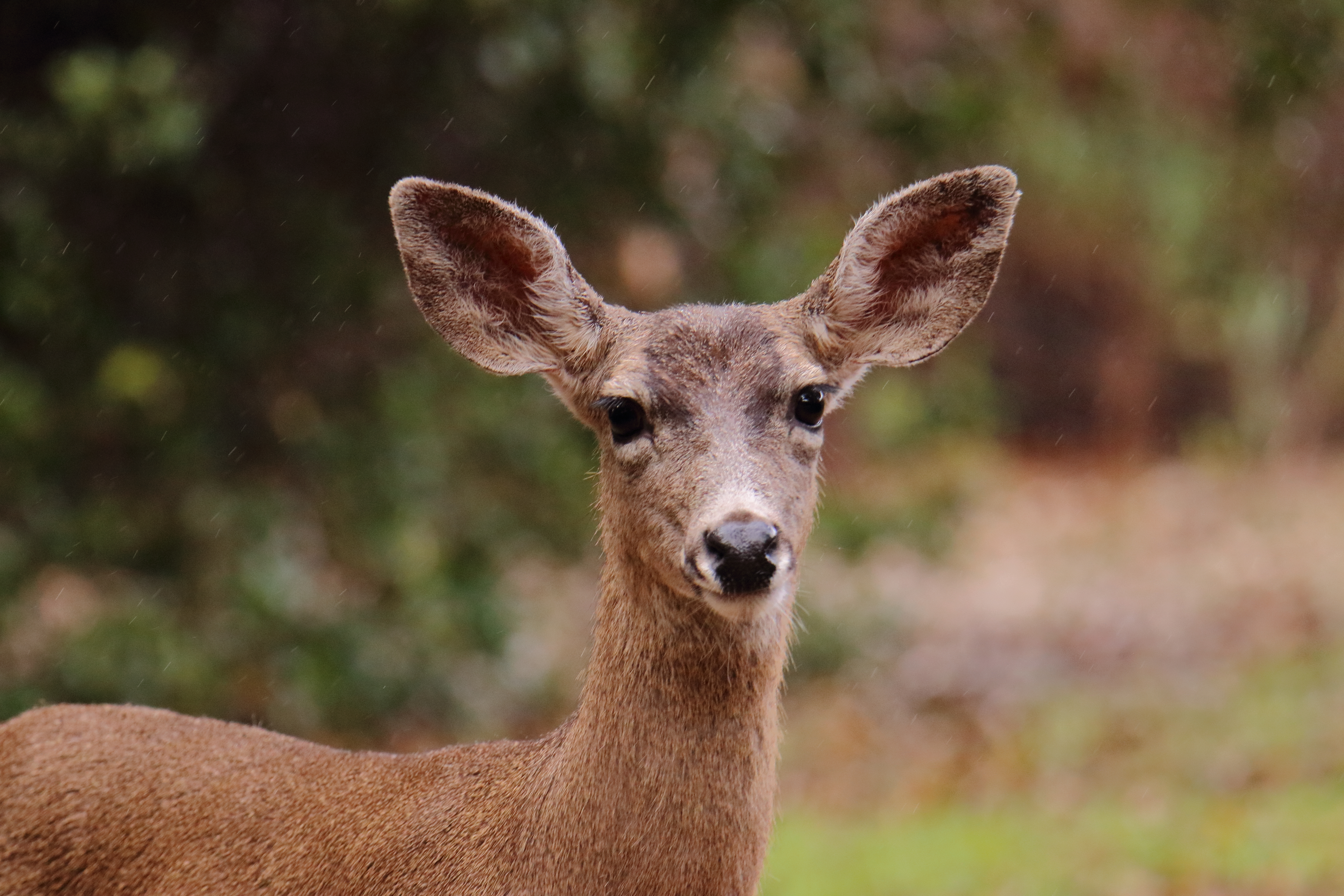 Pinnacles National Parks