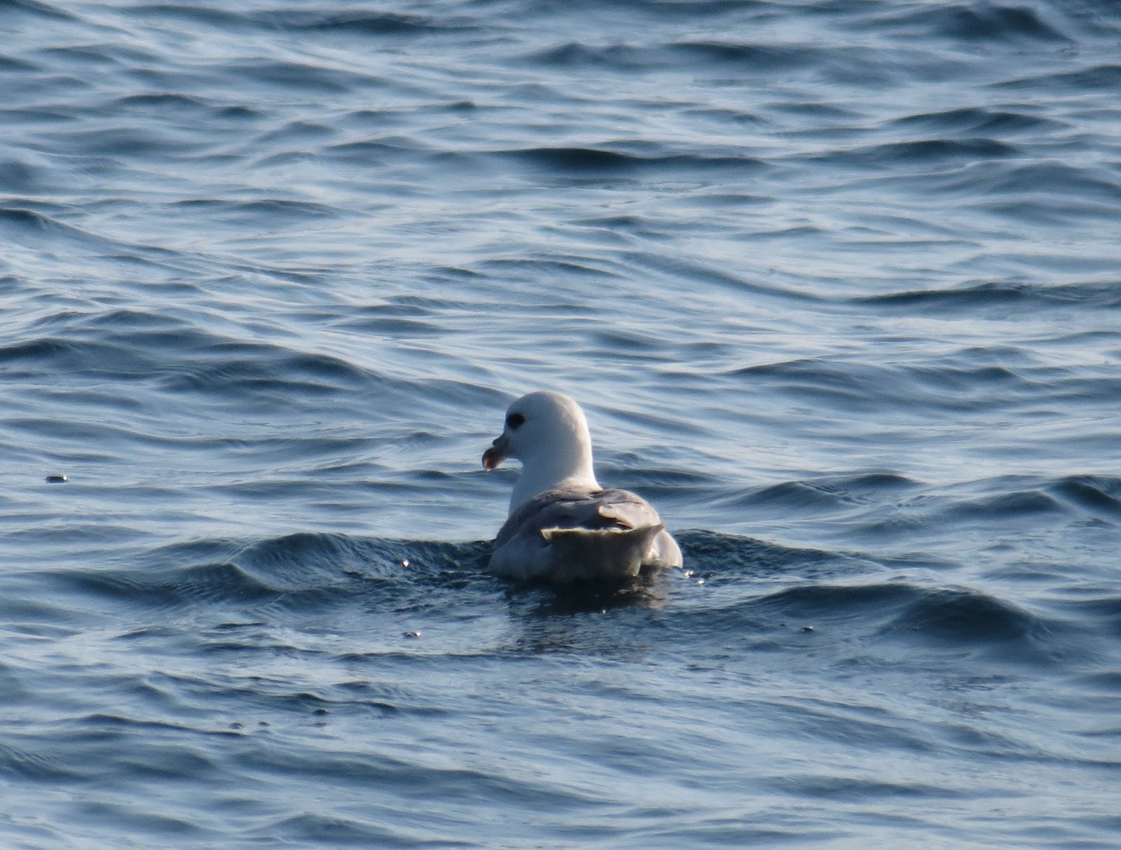 Burly Bird: NOFU FOR YOU!!!