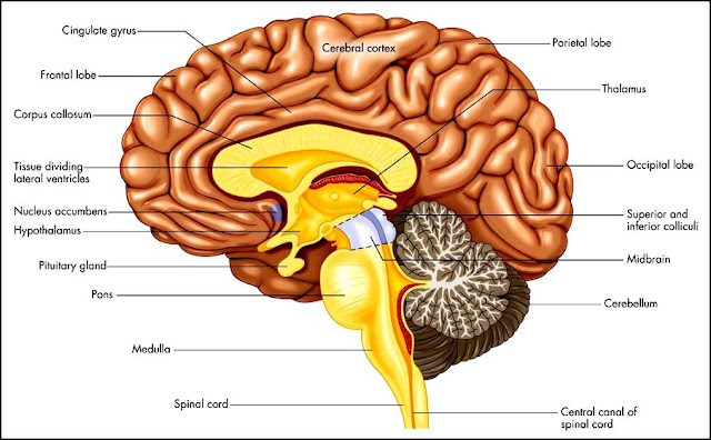 Brian Owens Image: Brain Structure And Function