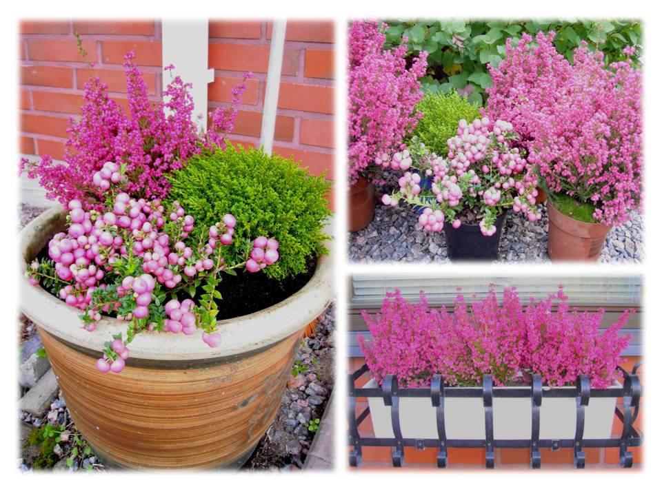 Villa Kesätuuli: Ihanat syyskukat