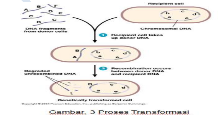 Rekombinasi dan Transposisi DNA Part 1 - Sepenggal Ilmu