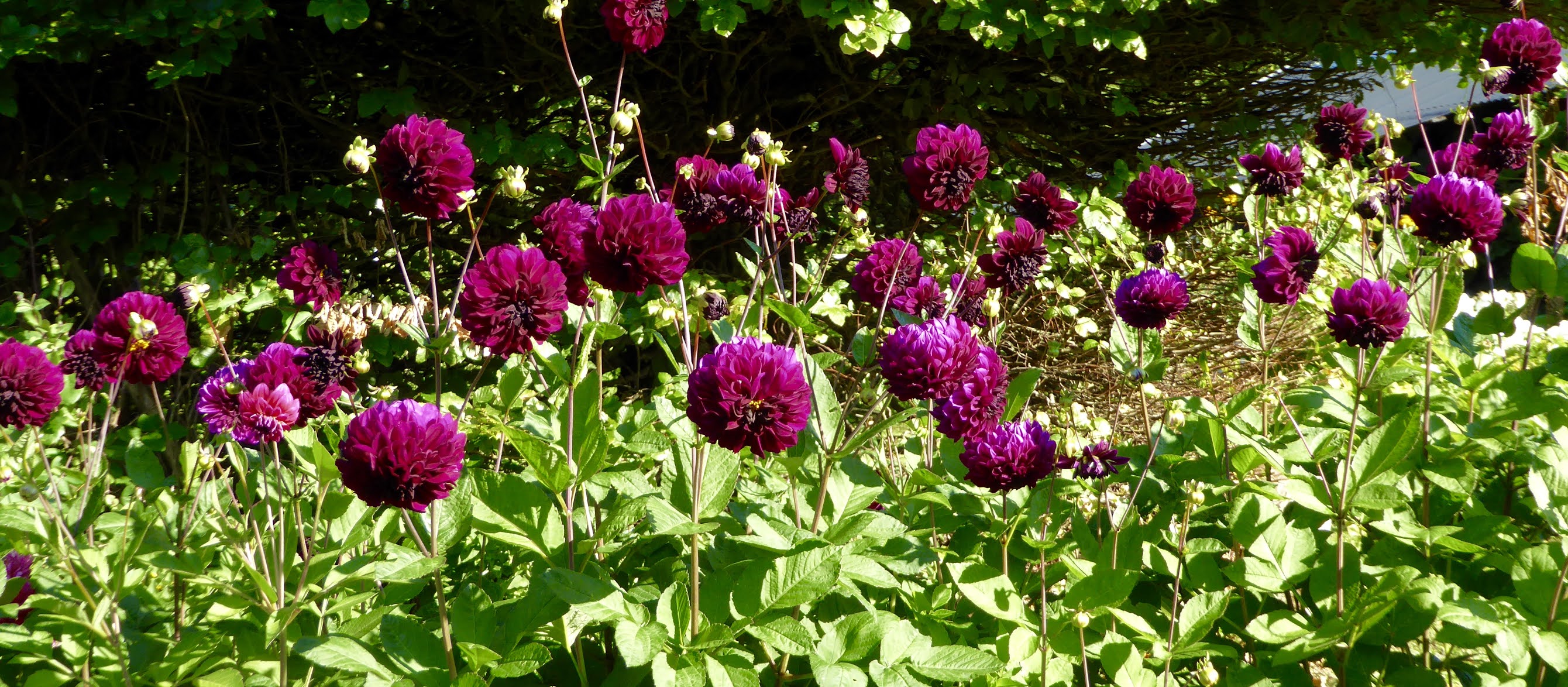 elämää luonnossa: Joriinit eli Daaliat pihallanne 2020