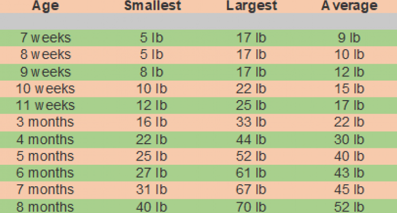Golden retriever growth chart | I am retriever