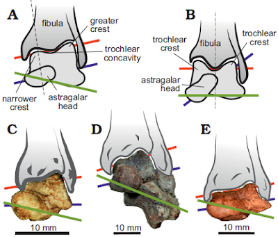 Sciency Thoughts: Using tarsal bones to understand Eocene Notoungulates.