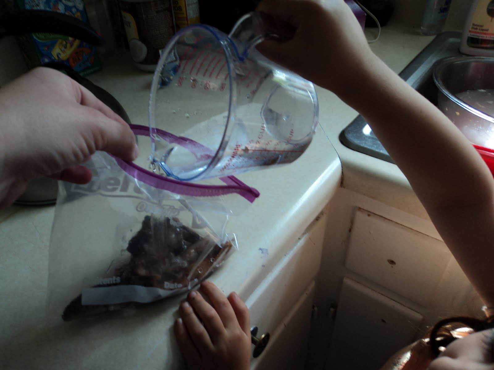 All My Baby Birds: Fly life cycle- part 1 growing maggots