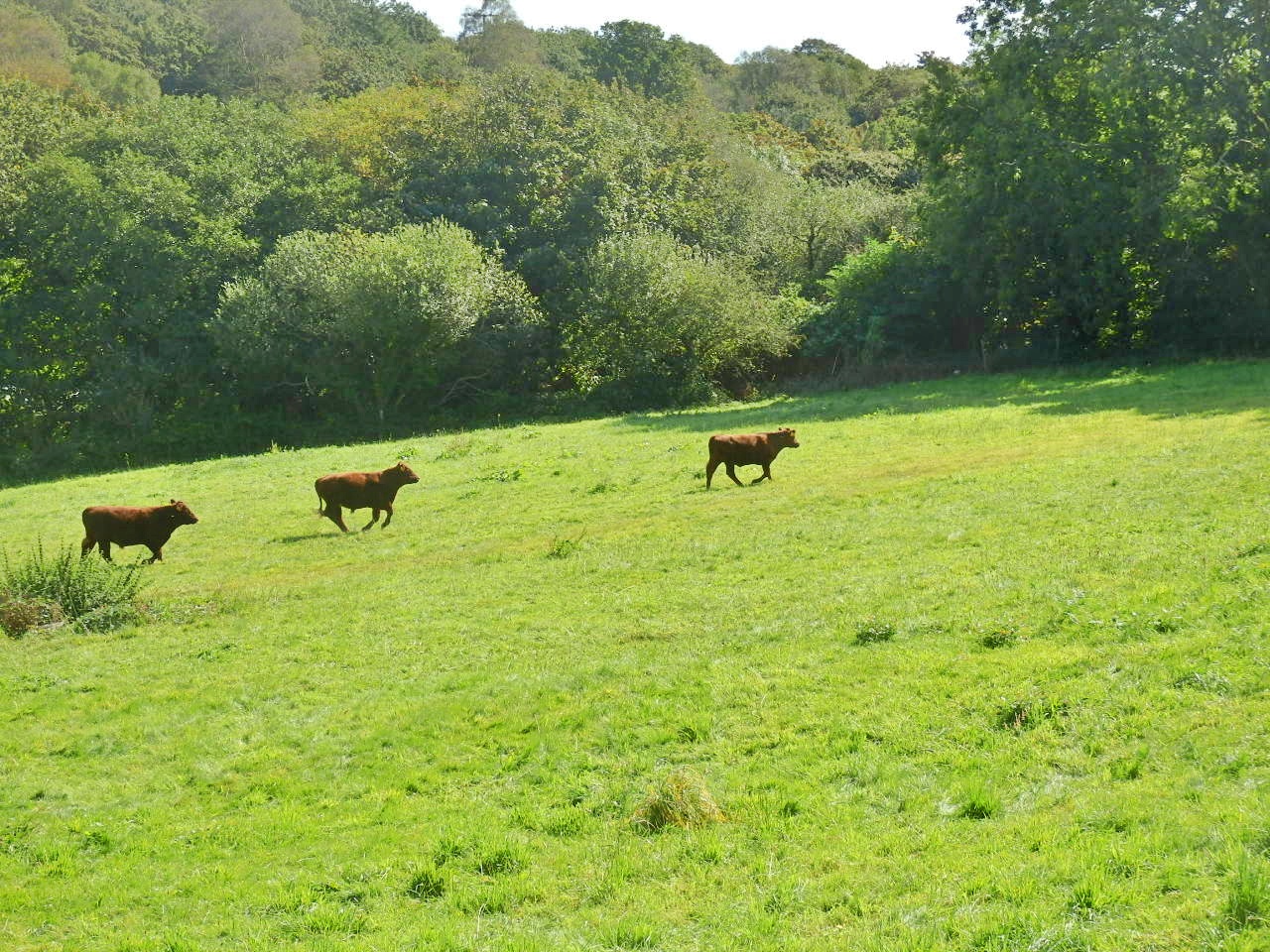 Mike's Cornwall: The Village of Polgooth, Cornwall