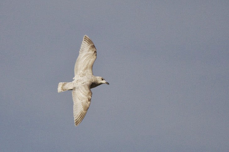 Harry Ramm's Birding Blog