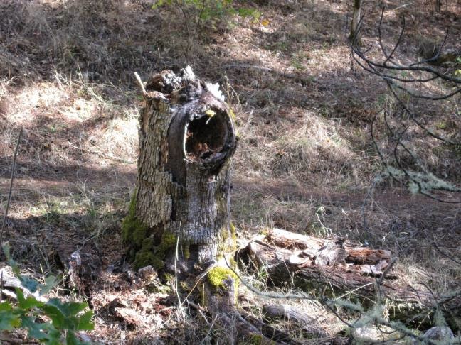 Hiking Sasquatch Country: 13 Gin Lin Mining Trail