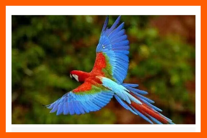 This is the most charming twisted bird species - SMPN 1 Bungkal