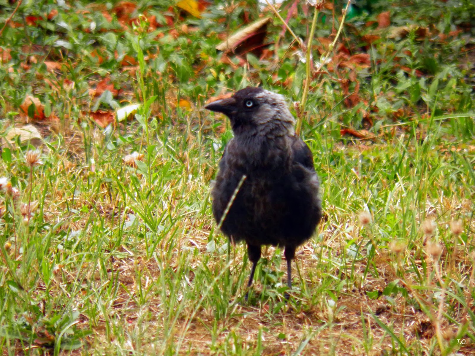 PASARI DIN ROMANIA: STANCUTA, Corvus monedula