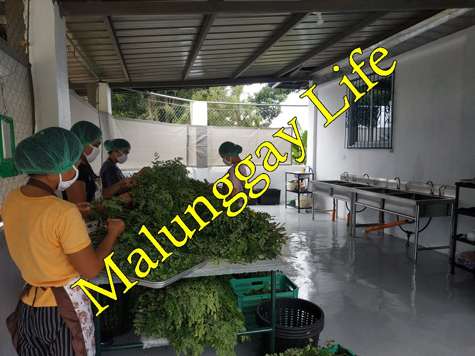 Moringa Farm / MalunggayLife Agri Farm Philippines