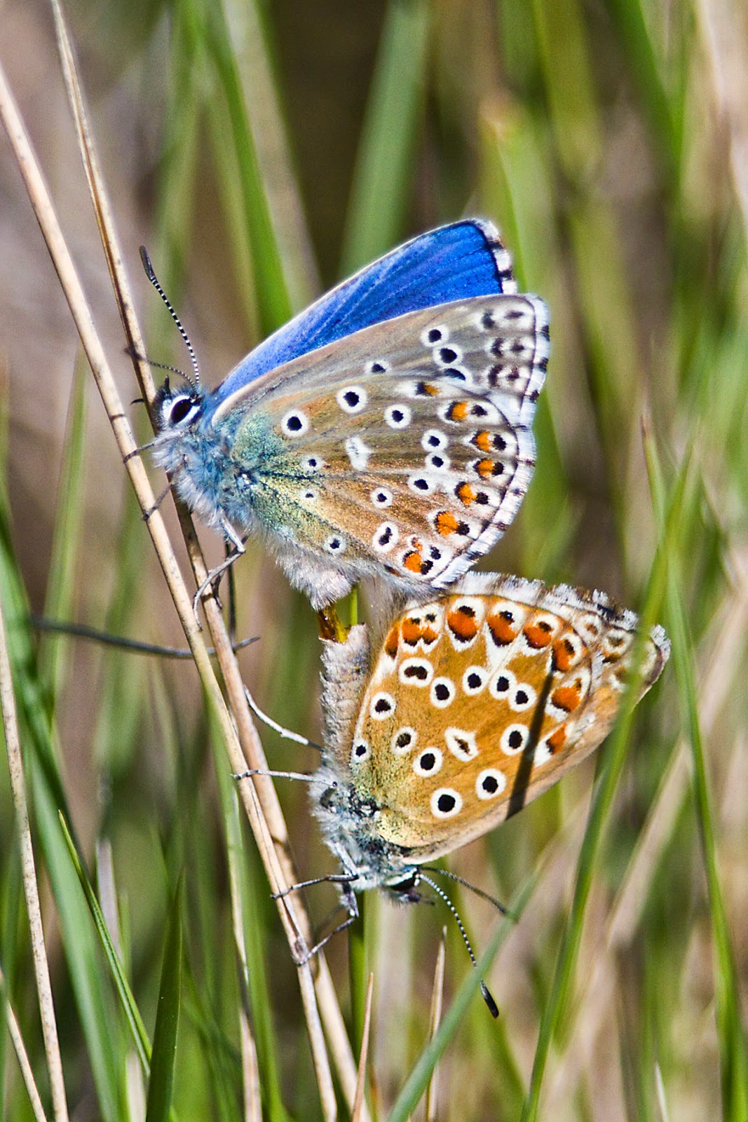 PETER'S PORTFOLIO..............Bird & Wildlife Photography: Adonis Blue