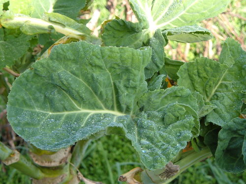 Cultura Ecolóxica: La berza y sus beneficios