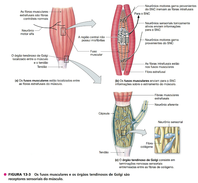 Os fusos musculares e os órgãos tendinosos de Golgi são receptores ...