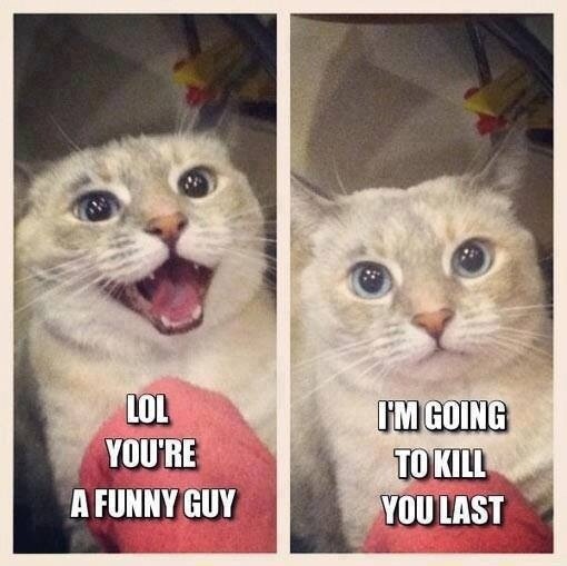 New cat memes compilation 2018