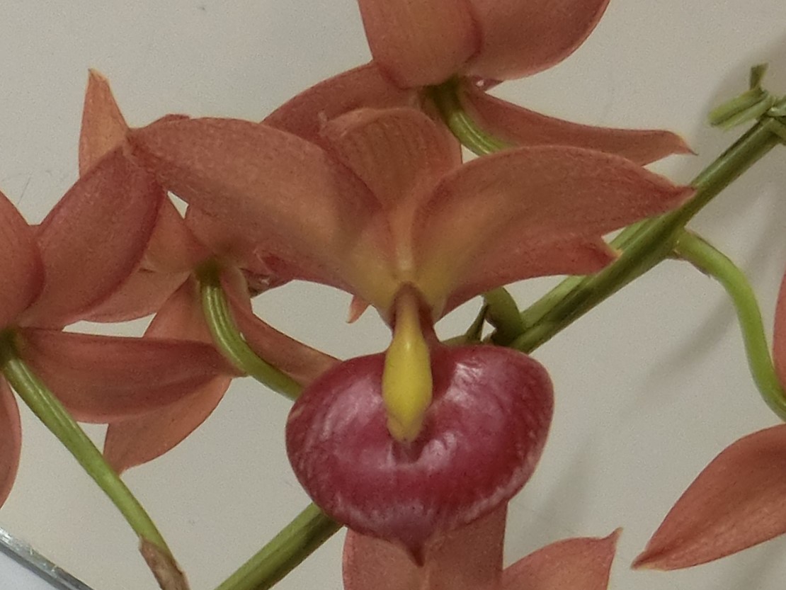 60歳で無職の優雅な日々: シクノデス・タイワン・ゴールド・タイワン・オレンジ Cycnodes Taiwan Gold 'Taiwan ...