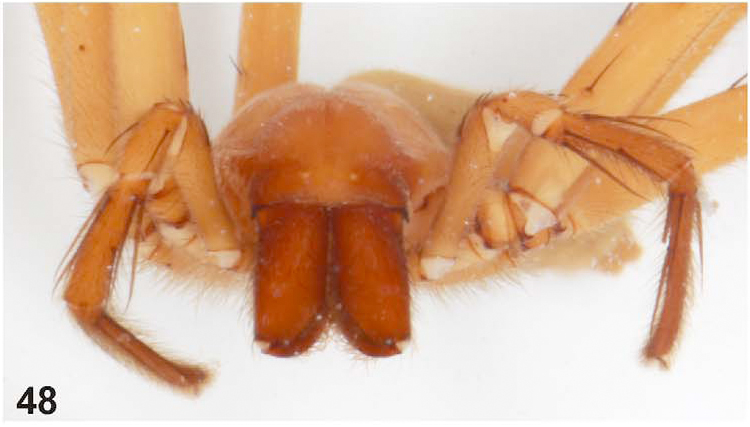 Sciency Thoughts: Nine new species of cave-dwelling huntsman spider ...
