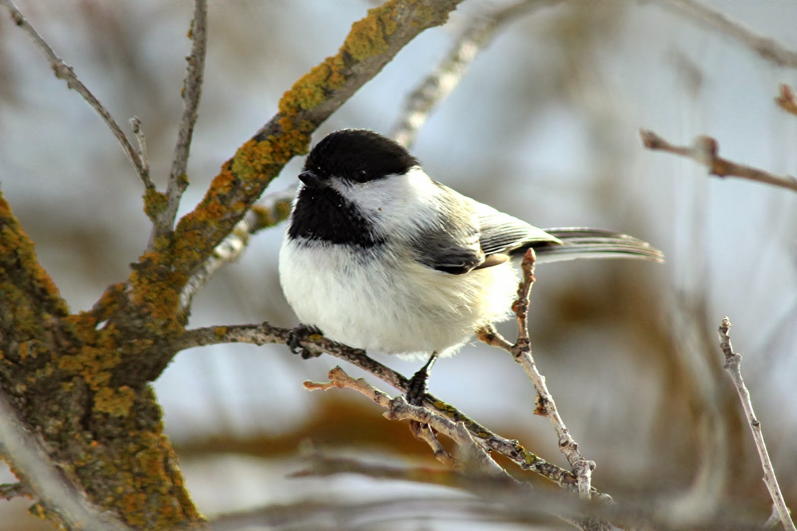 Utah Birders | Birding Blog, Utah Birds, Utah Birding, Utah Bird ID ...