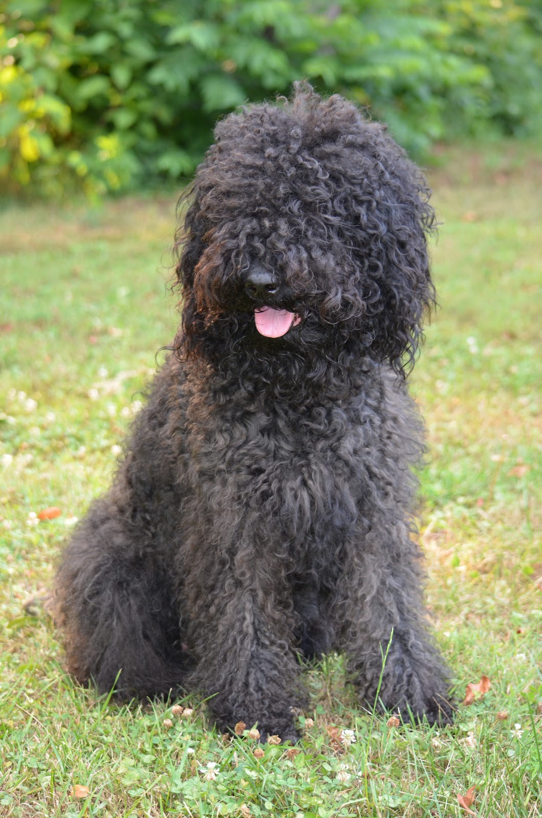 Hickory Tavern Farm Barbet: Upcoming Barbet Puppy Plans