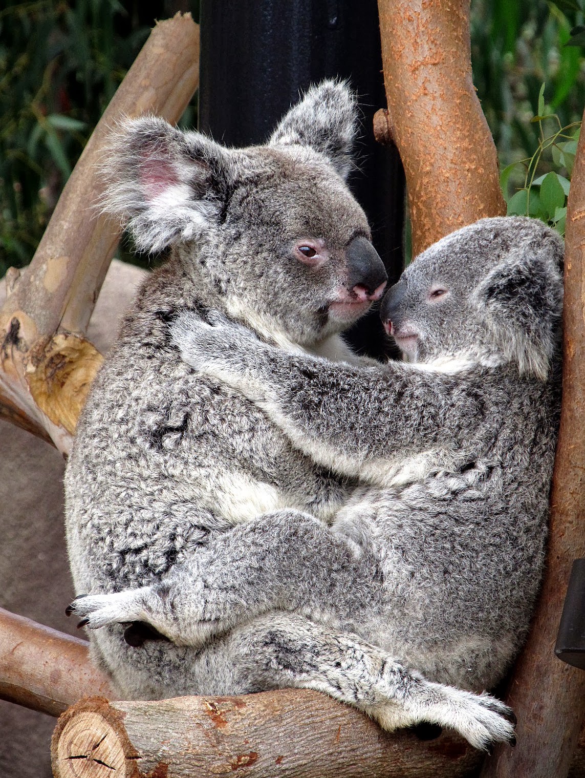 Andy foto natura: Koalas