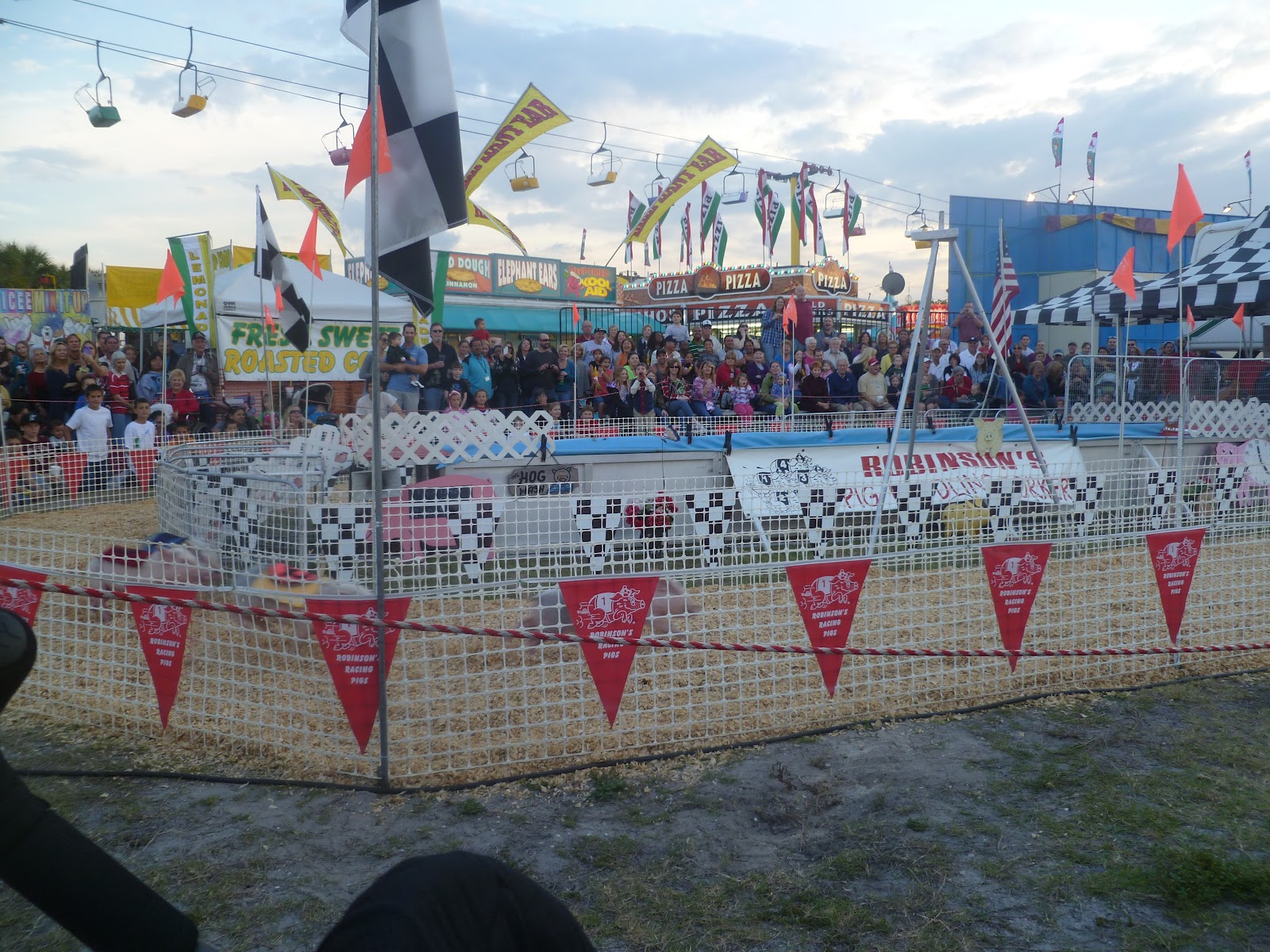 HAVE YOU EVER BEEN TO A PIG RACE? - Mama to 6 Blessings