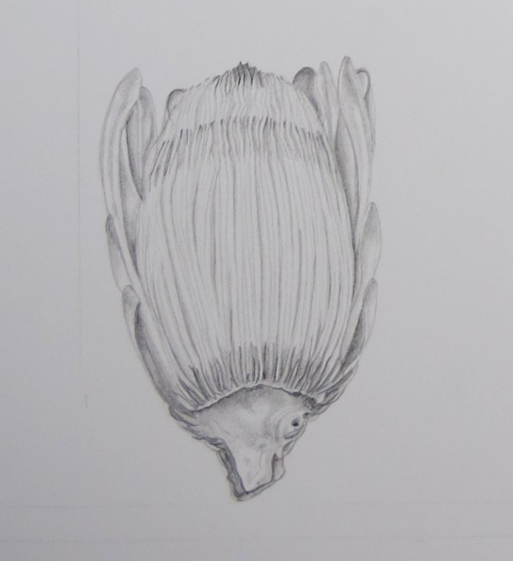 Vicki Lee Johnston - Botanical Art: Botanical Illustration ....