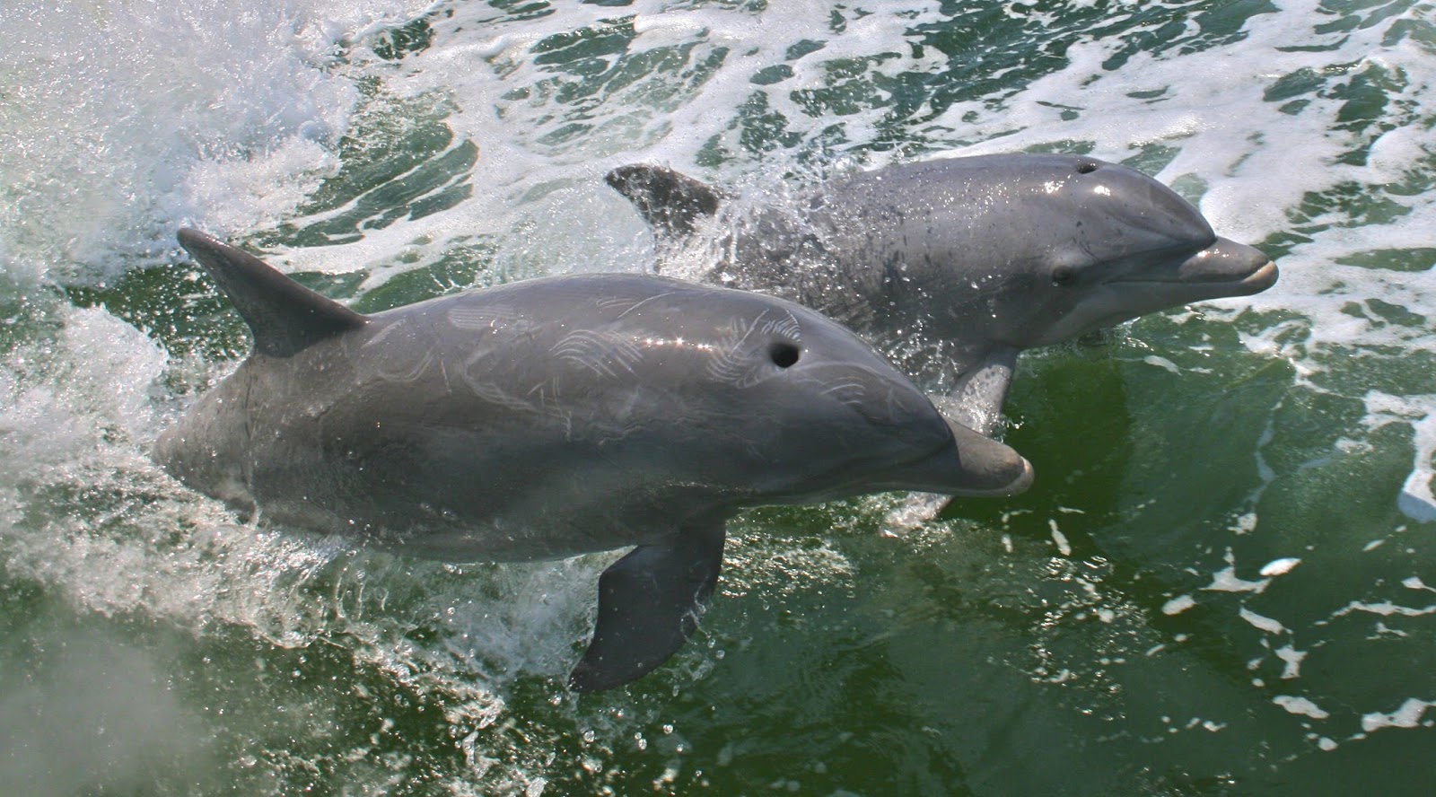 The Middle Flipper: Animals in Leadership