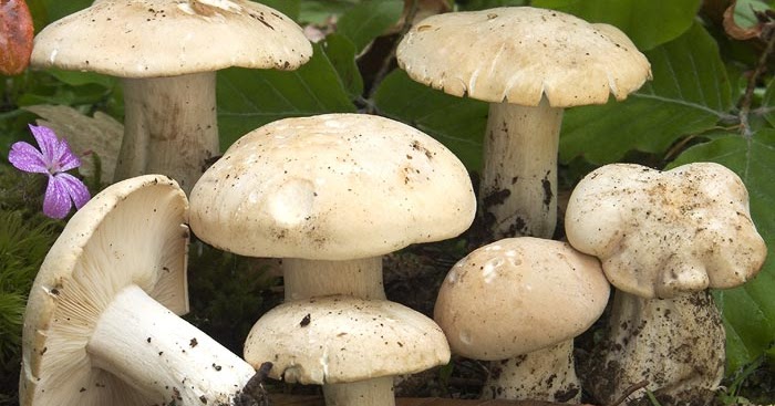 Vasco-Romance: Euskera perretxiko 'seta'