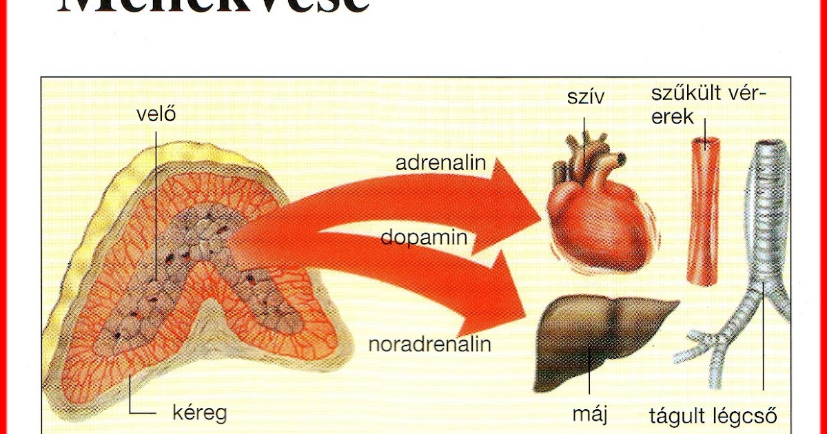 Felhőtlen mindennapok: Mellékvese fáradtság