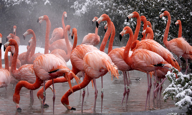 RETRO KIMMER'S BLOG: THOSE GORGEOUS PINK FLAMINGOS!