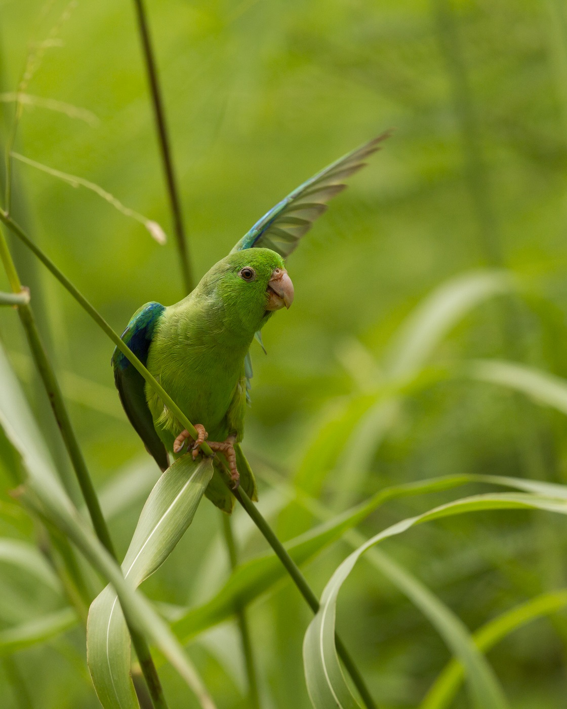 The Parrot and the Parrotlet
