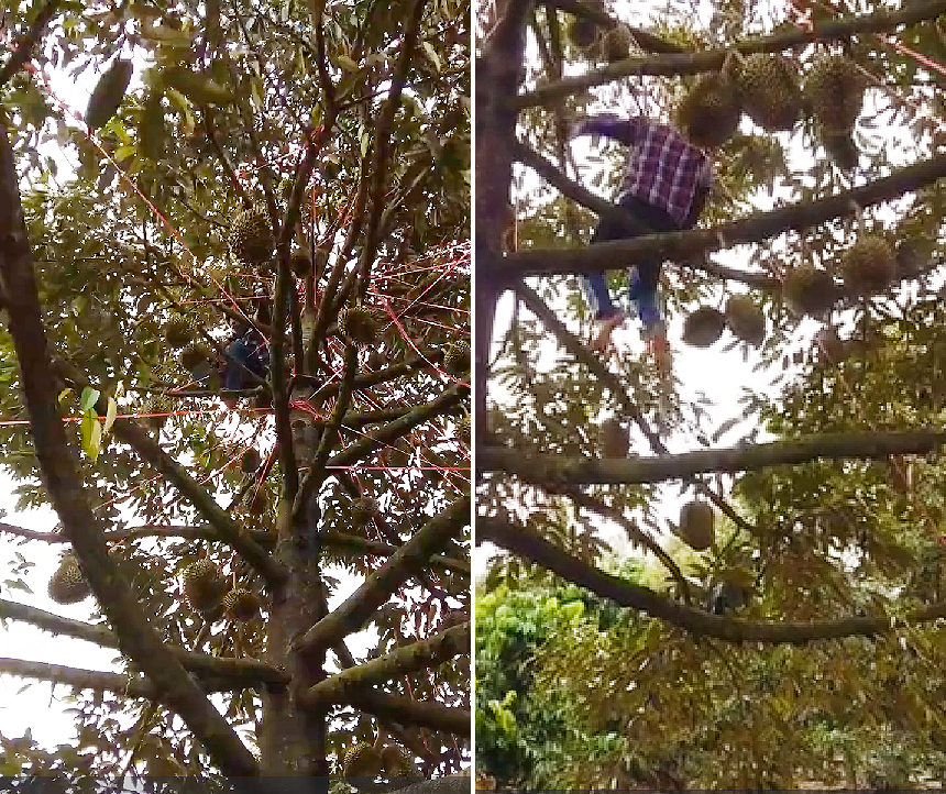 Durian Info: Pruning and Training The Durian