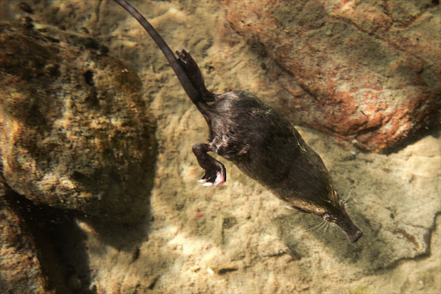 Desman des Pyrénées