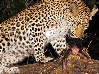 Animals: How a leopard saved a baby baboon