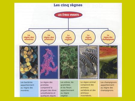 Dans la classe: Les 5 regnes des êtres vivants