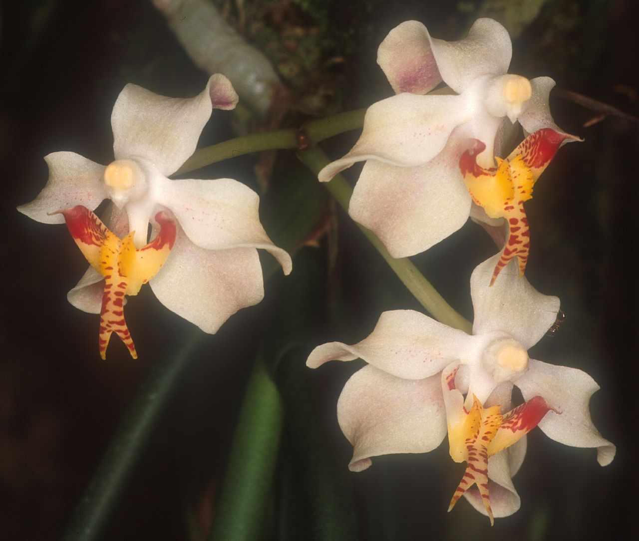 anggrek-ist: Genus bulan ini : Paraphalaenopsis, "si Buntut Tikus"