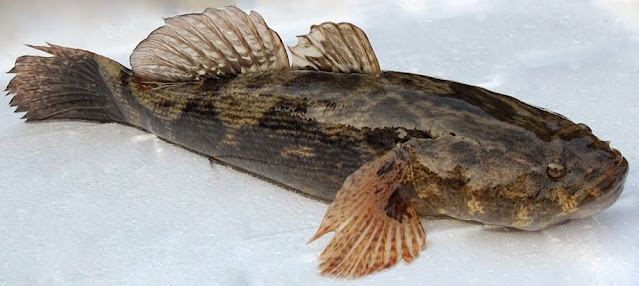 CARA TERNAK IKAN KETUTU: Ikan Ketutu Soon Hok