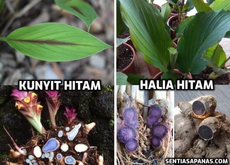 Ketahui Perbezaan Halia Hitam Dan Kunyit Hitam - Tetikus Cikila