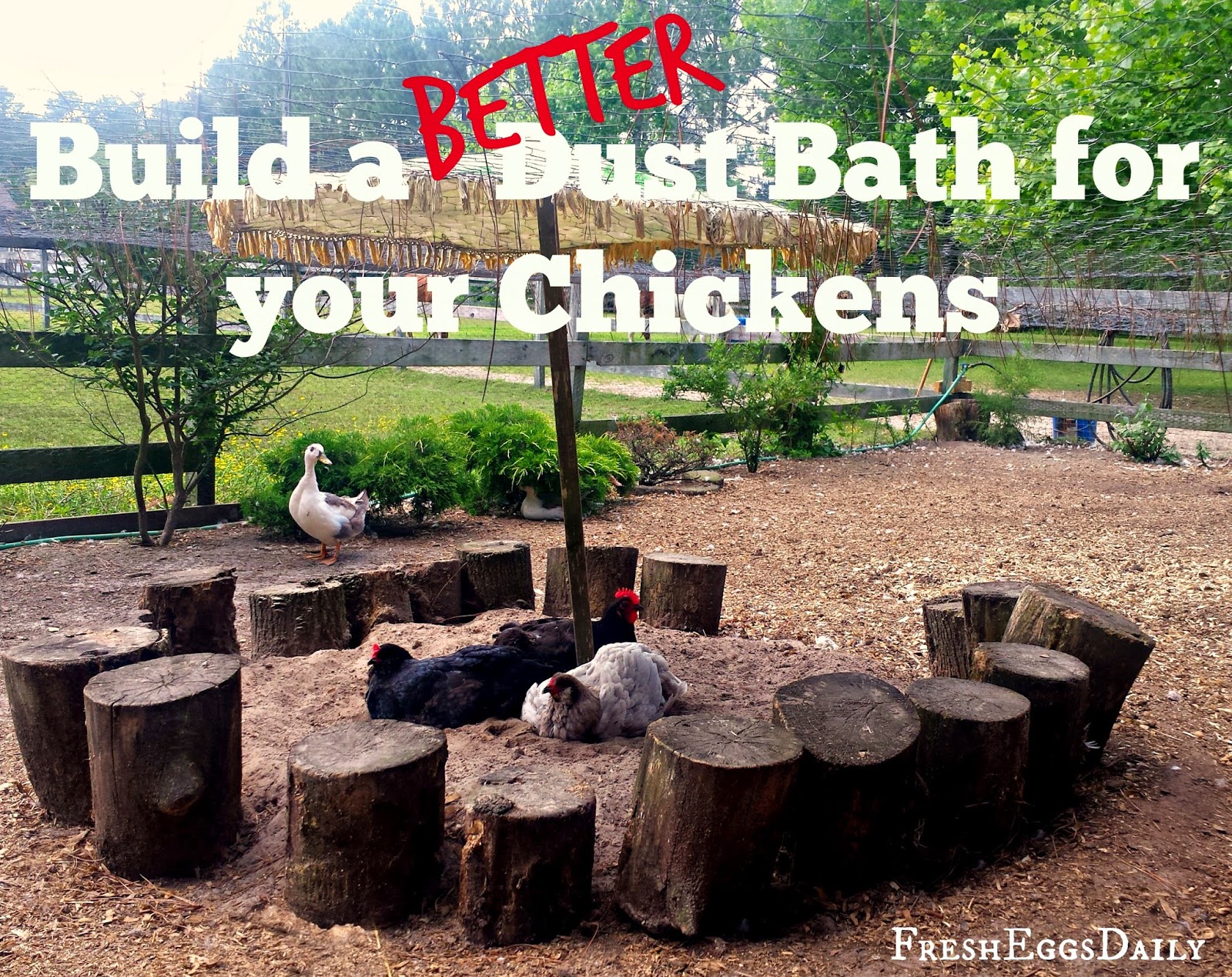 Build a coop blog: Build a BETTER Dust Bath for your Chickens