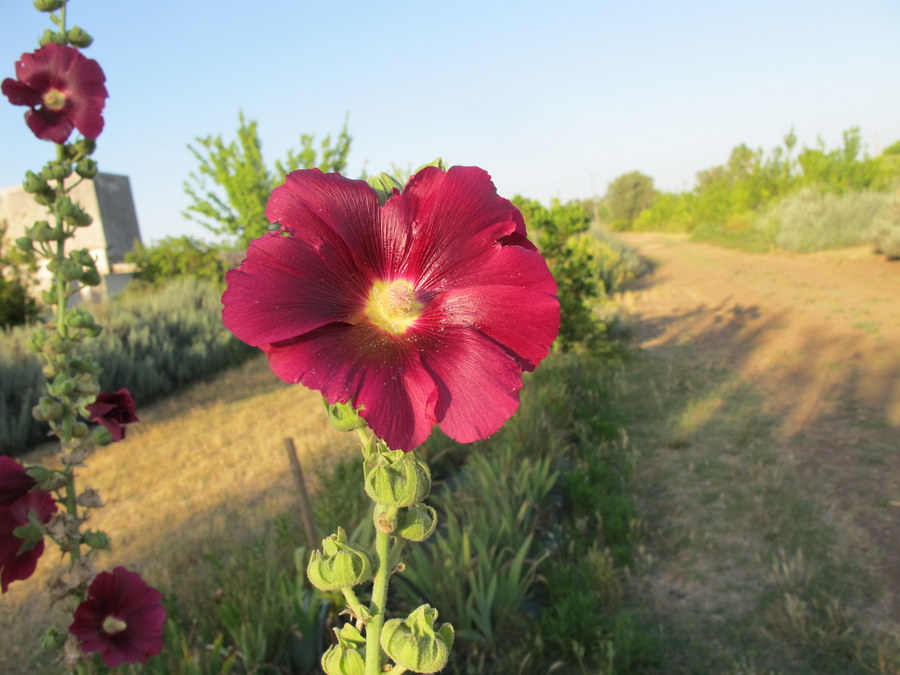 FLORA NEL SALENTO e.. anche altrove: Alcea biennis Winterl - Malvaceae ...
