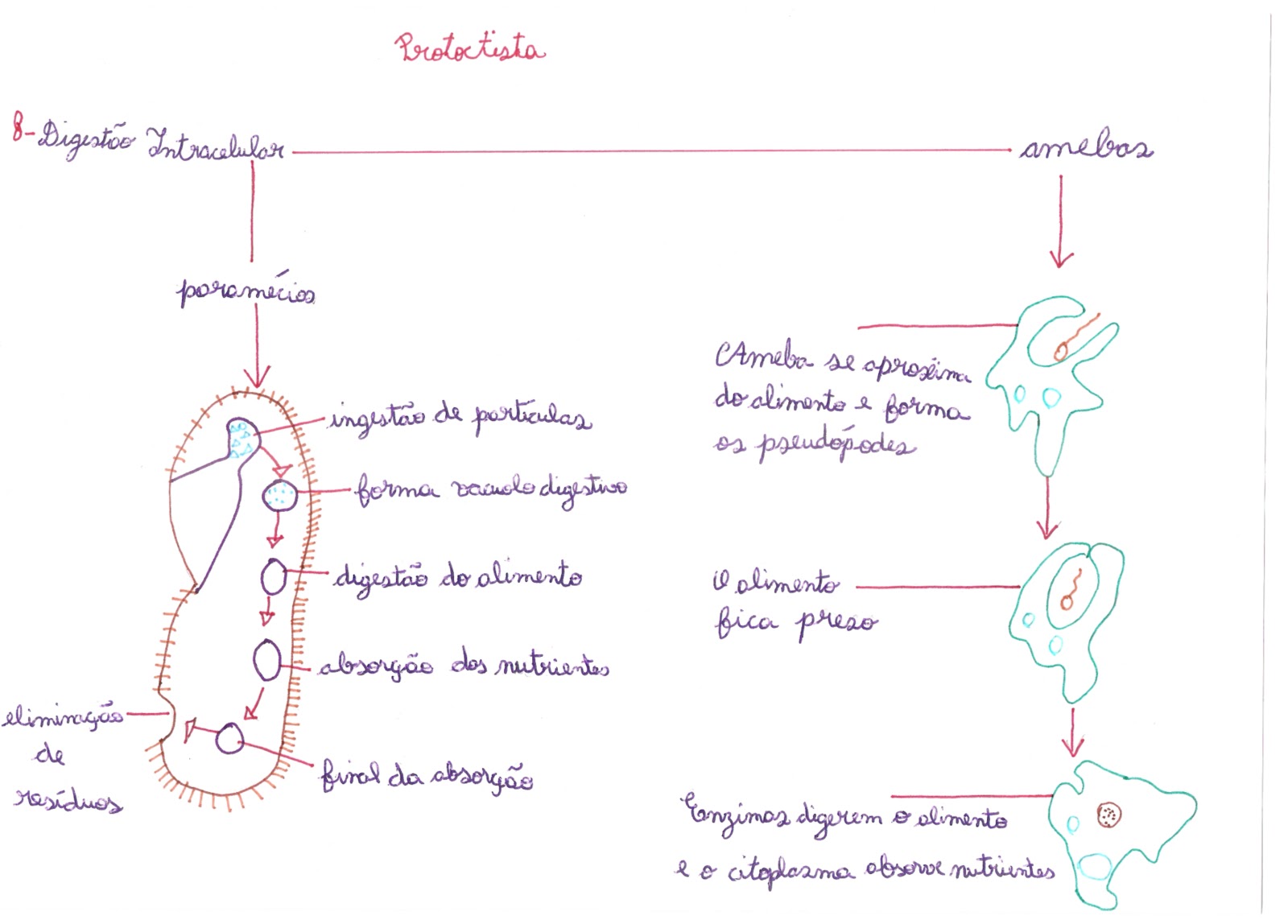 Bioslogic: Protoctista