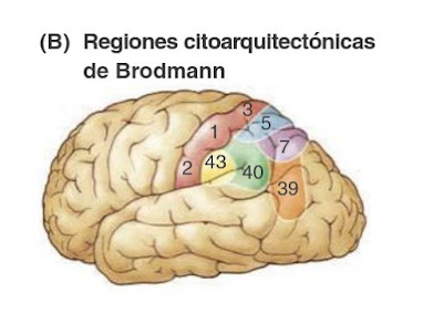 Corteza cerebral y Complejidad humana: Lóbulo Parietal