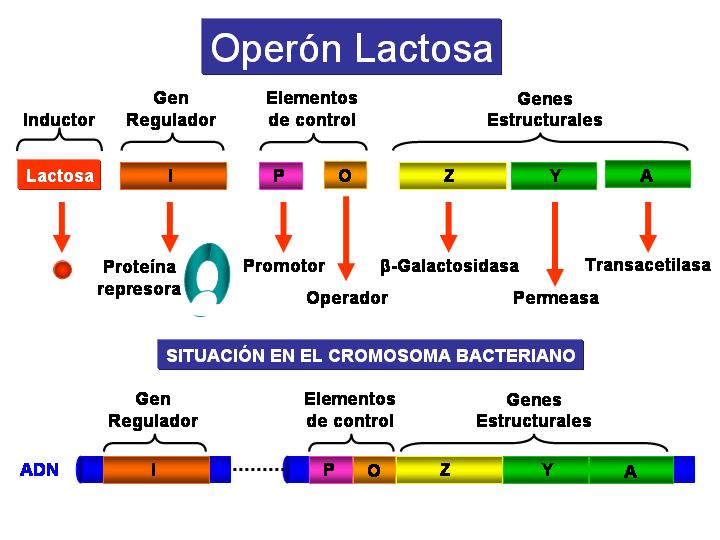 biologia molecular: 8.2.1 OPERON LACTOSA