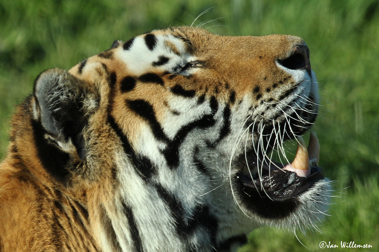 Jan Willemsen Fotografie: ZOO Dierenrijk Nuenen