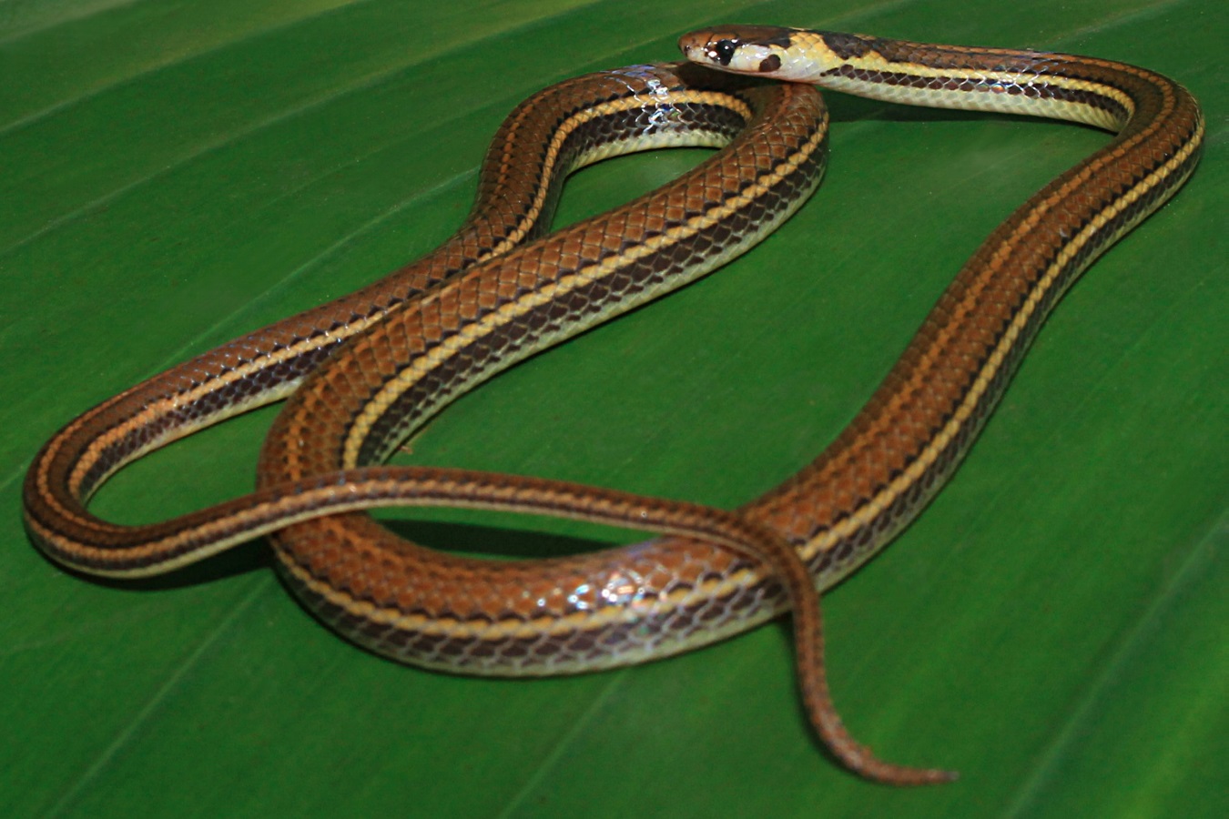 Species New to Science: [Herpetology • 2020] Tantilla lydia • A New ...