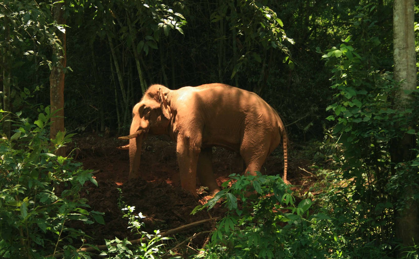 Think Elephants International: Pookie (/Phuki) is the name of the day!